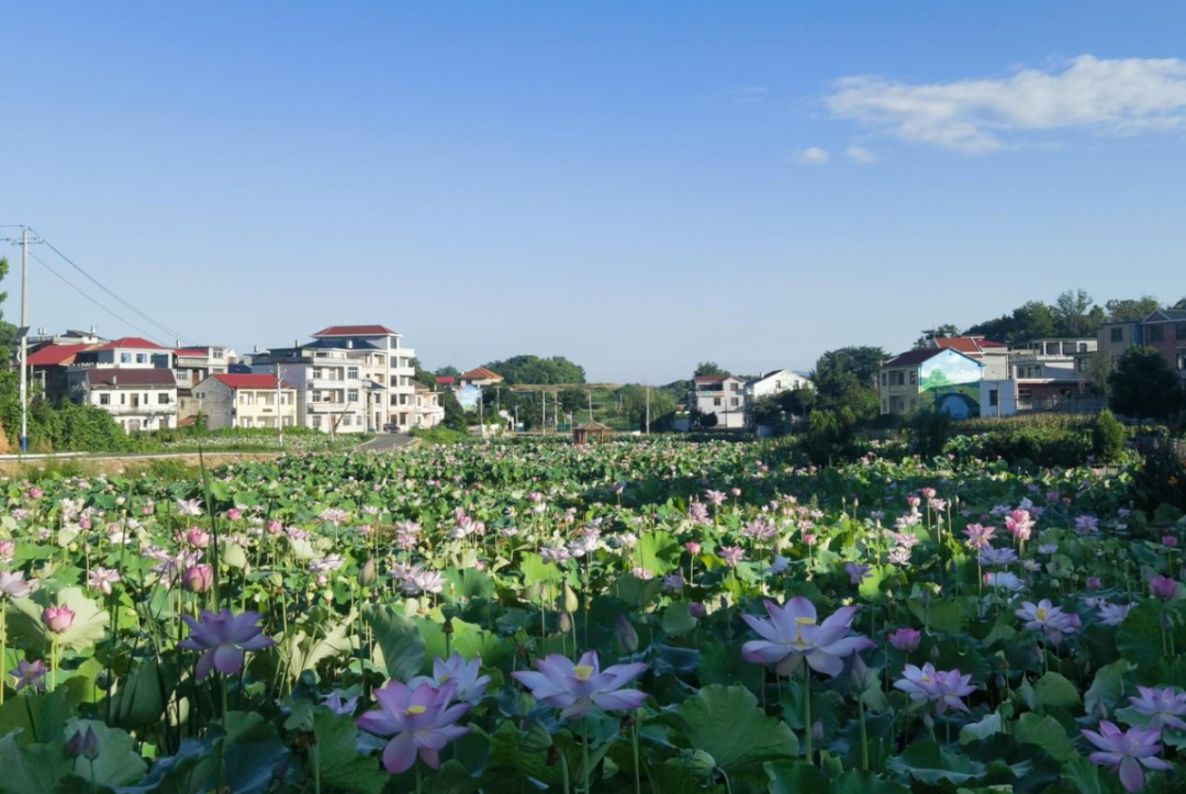 村美民富产业旺 和美乡村入画来 湖北日报新闻客户端