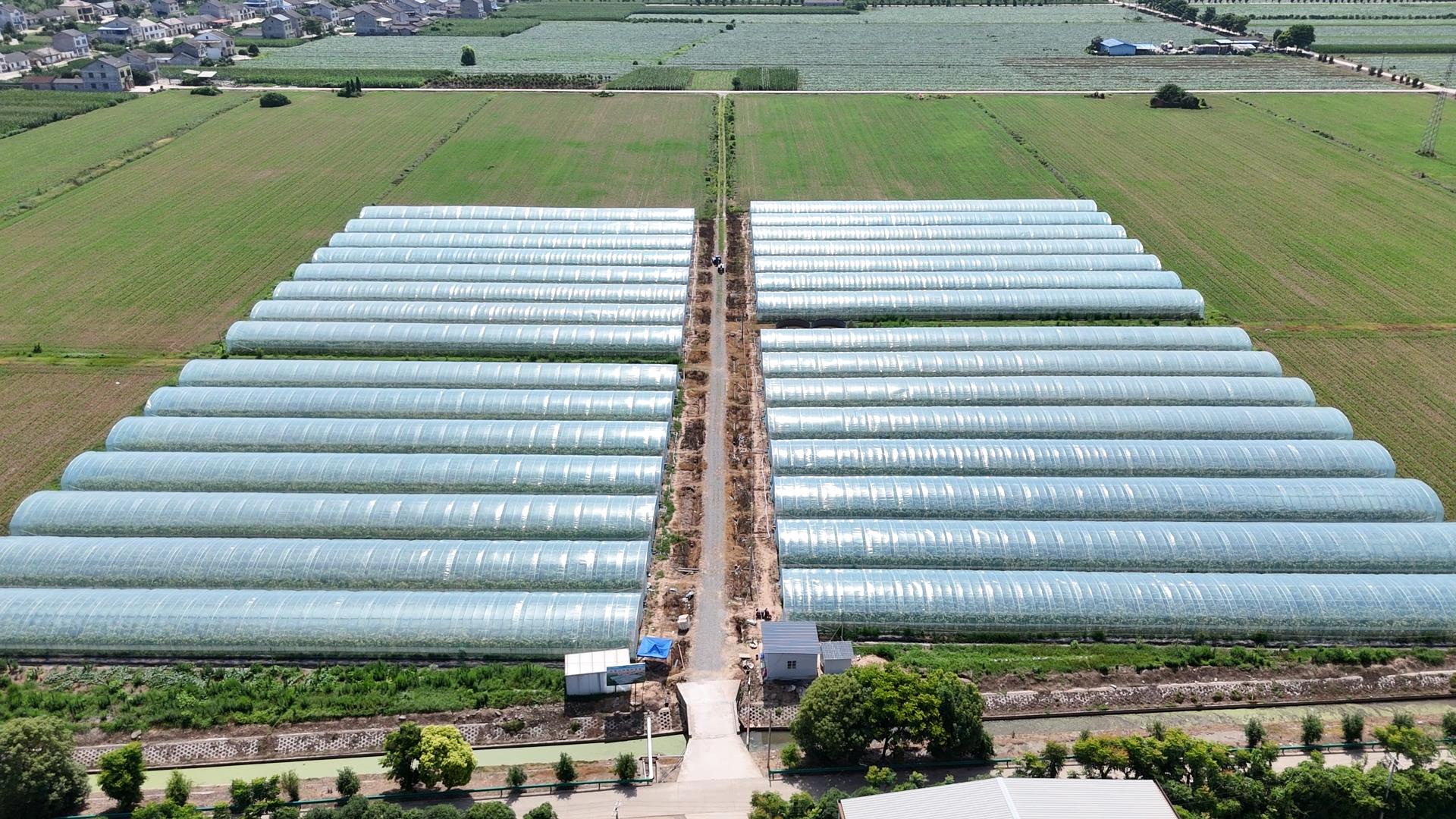 从“一处兴”到“全域美” 枝江谱写“十四五”乡村振兴新图景 - 湖北日报新闻客户端