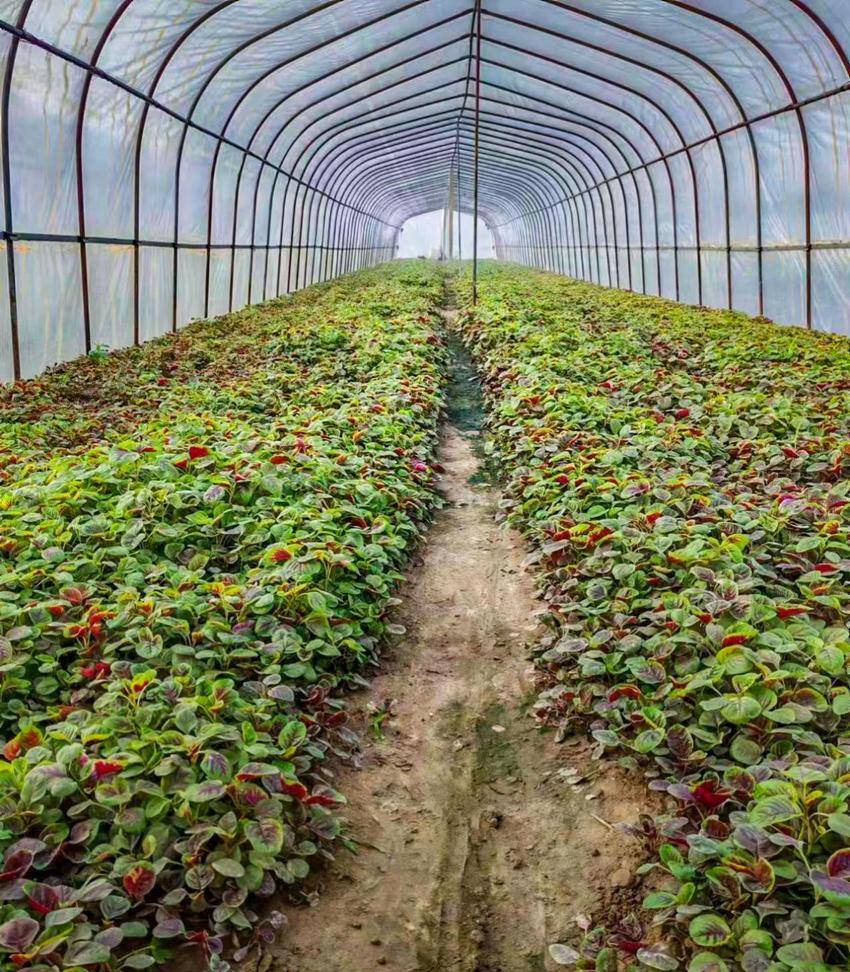 安陆巡店：大棚苋菜成致富产业 - 湖北日报新闻客户端