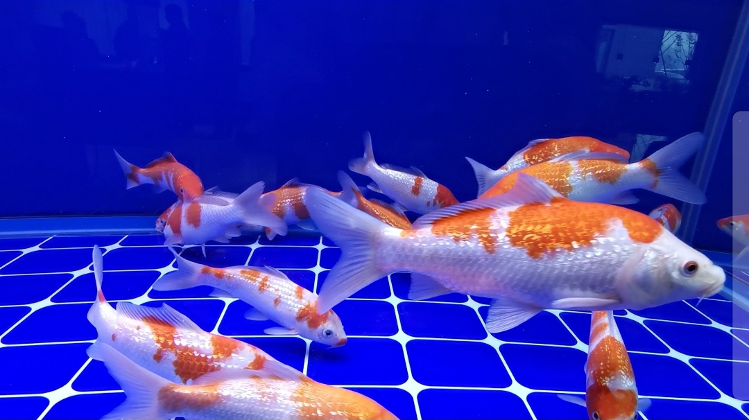 胡静回乡八年育锦鲤 赤壁朱巷村渔兴业旺 - 湖北日报新闻客户端