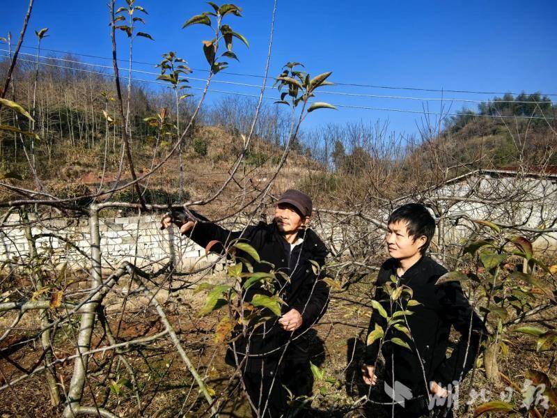 舒阳雄：育万千好苗 绘致富蓝图 - 湖北日报新闻客户端