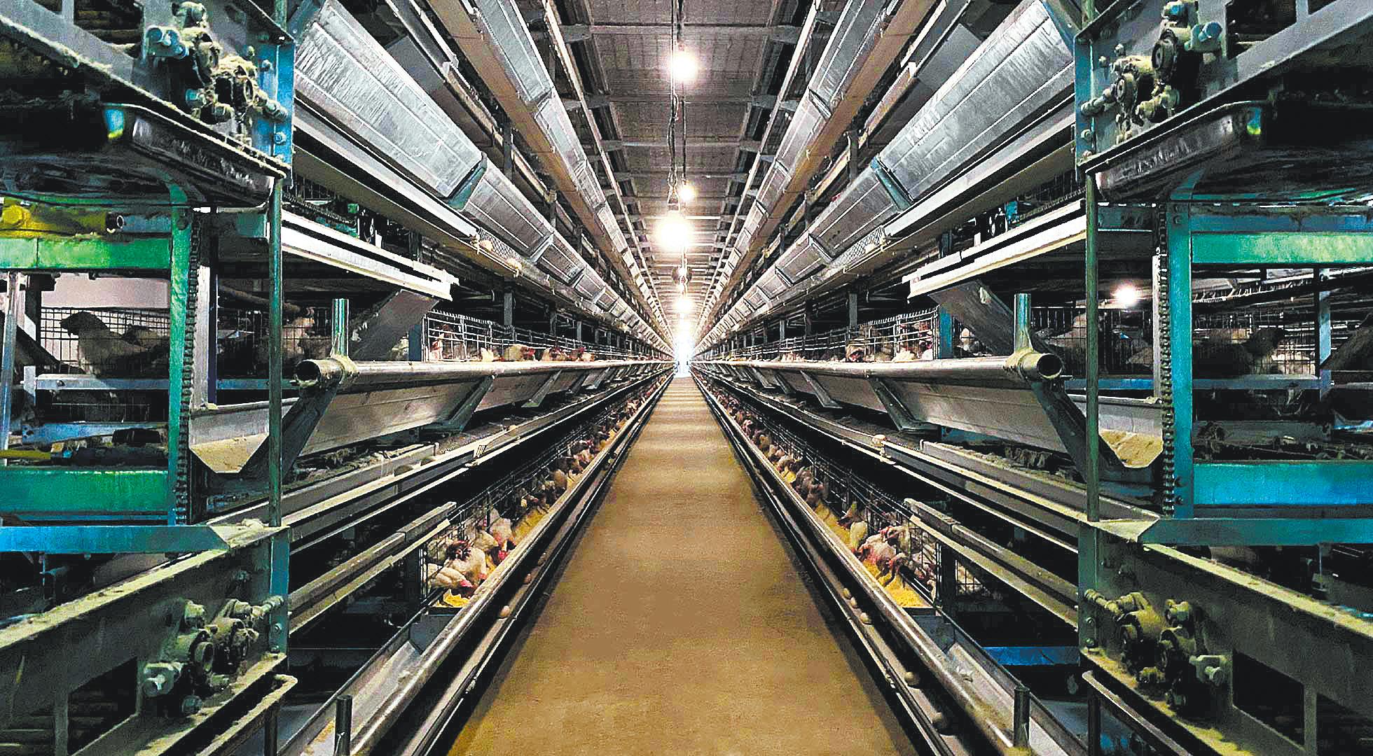 一人养鸡3万只 “124”模式让他赚大了 - 湖北日报新闻客户端