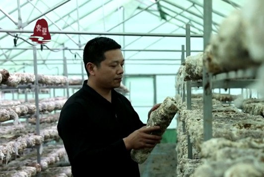 “蘑菇大王”李平华：一颗小小的蘑菇，也能大放异彩 - 湖北日报新闻客户端