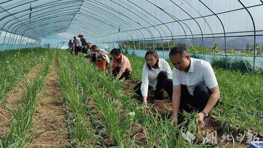 “破烂岗”逆袭幸福岗 广水杨家岗村“90后”杨帅的乡村振兴答卷 - 湖北日报新闻客户端